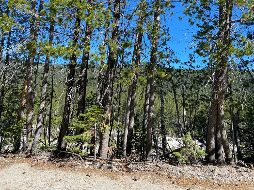 Kingvale 2020 | Placer County Film Office