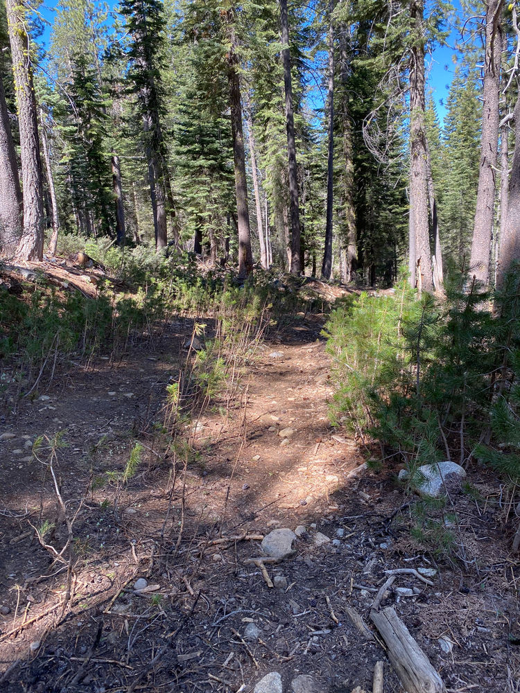 Kingvale 2020 | Placer County Film Office